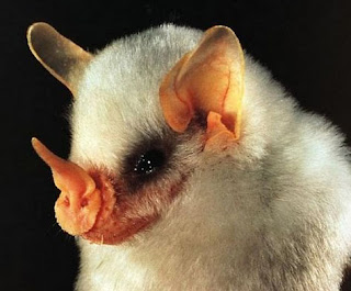 Real Monstrosities: Honduran White Bat