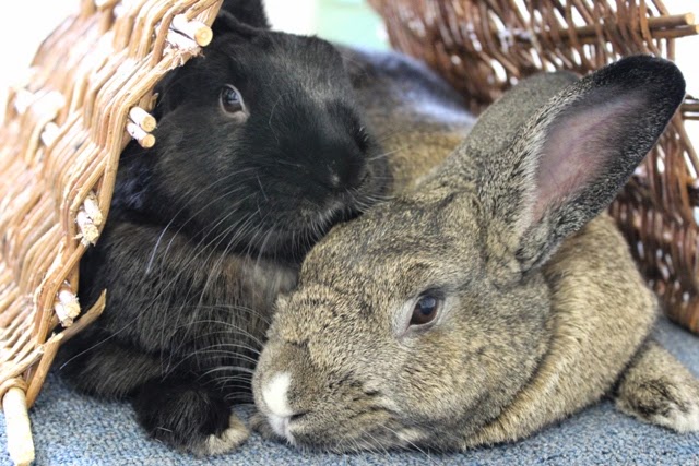 Tales from The Raspberry Rabbits: They're back!