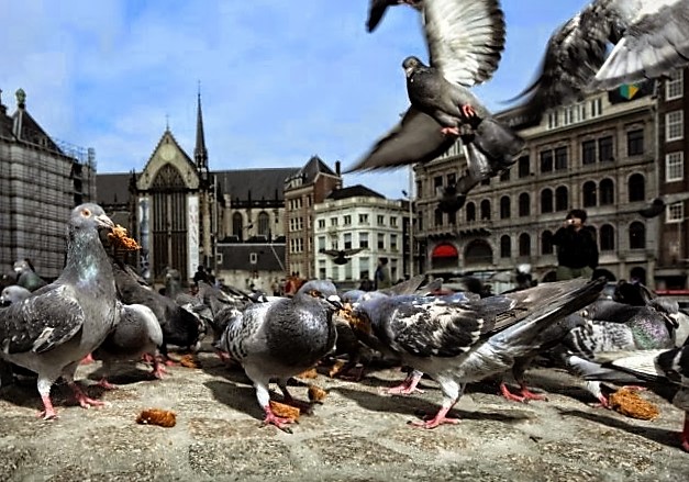 Fieggentrio: Waar leefden stadsduiven voordat er steden waren?