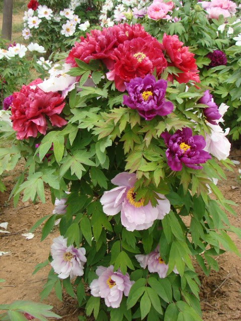 Canadian Peony Society: December 2012