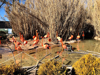 Aimless Wandering: Albuquerque Bio Park (Rio Grande Zoo)