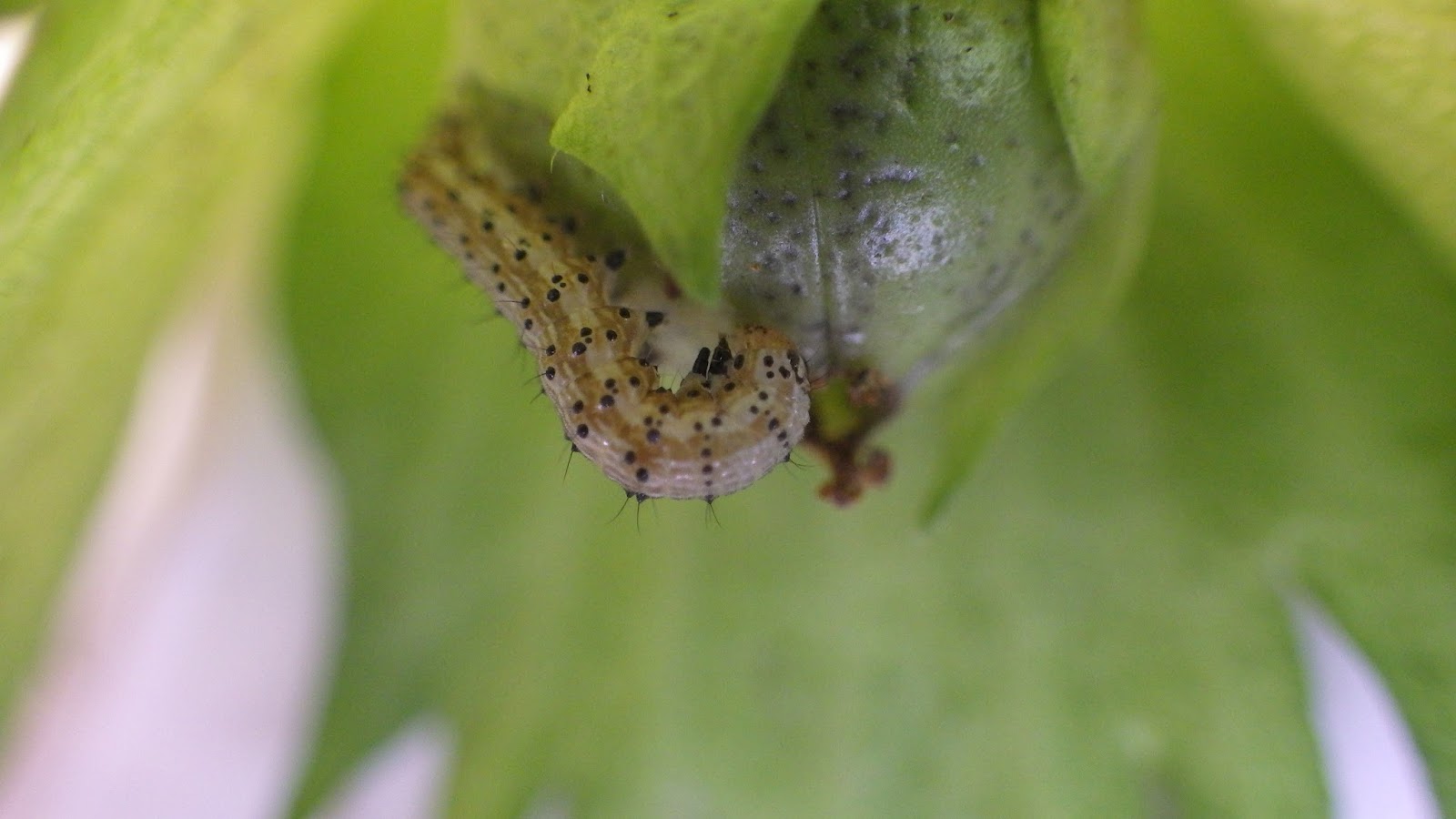 Upper Coast IPM: Bollworms and Bees