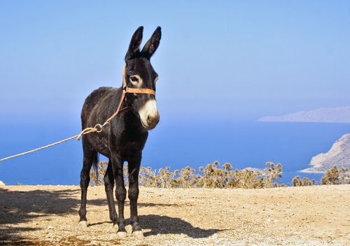 Galloping: Los Burros