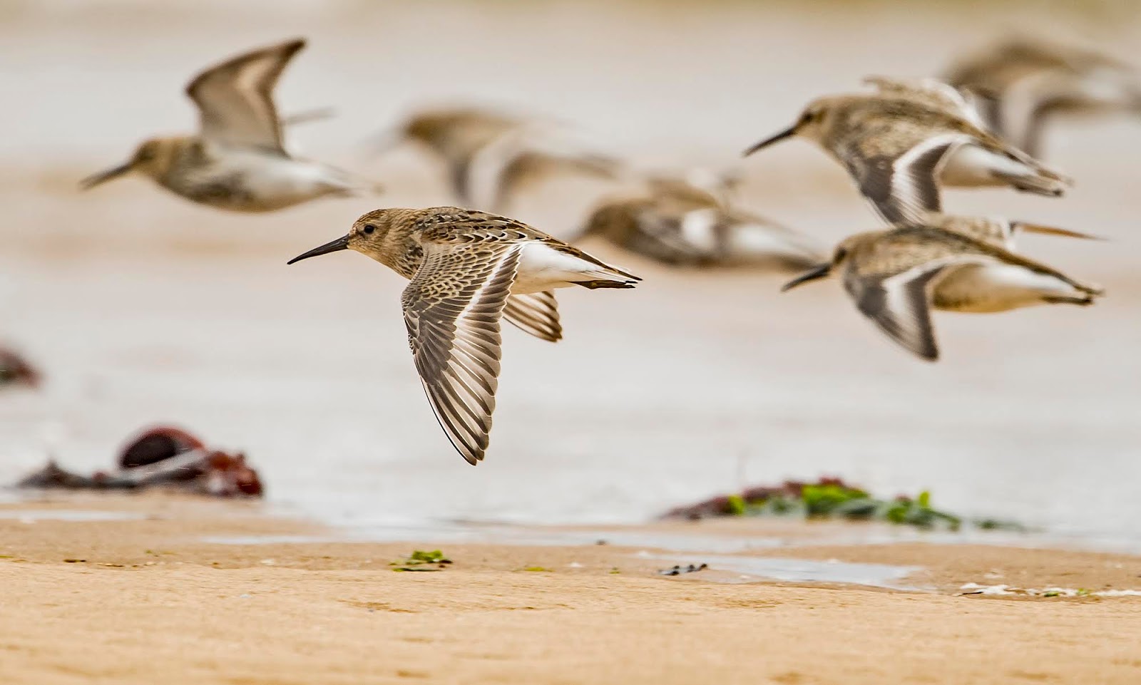 GeekTeacher's Birding Scrapbook: September 2018