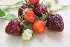 Morango Roxo Maravilha / Strawberry Purple Wonder