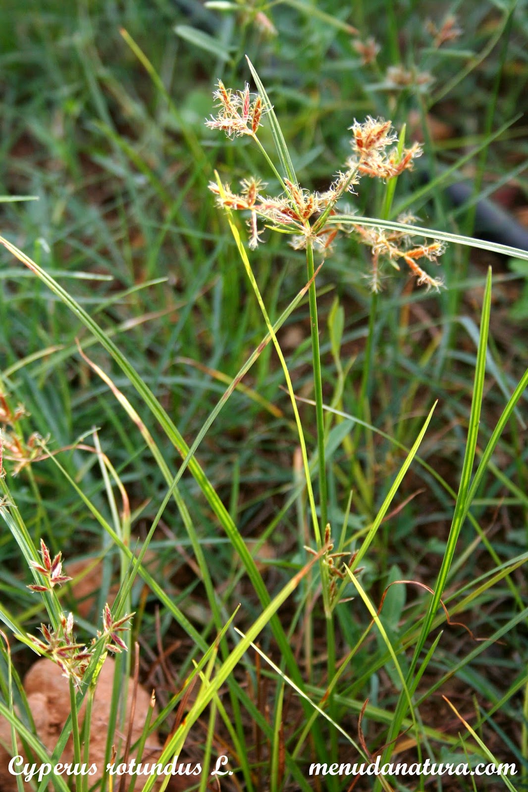 Menuda Natura: Cyperus rotundus L.