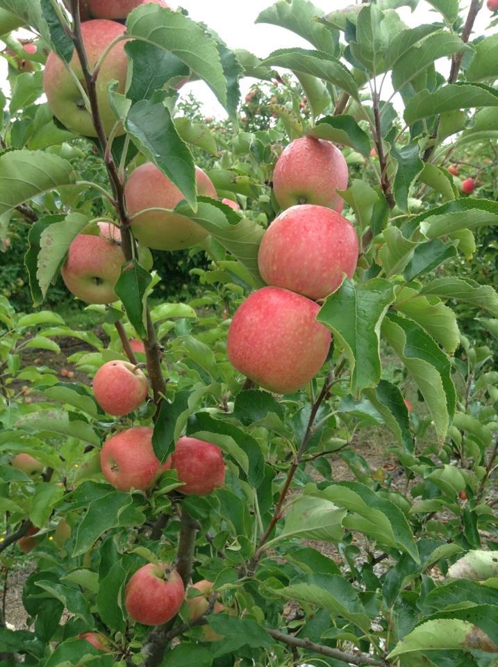 umiyumi2 : our life in perth, WA: Apple di Farmers Market