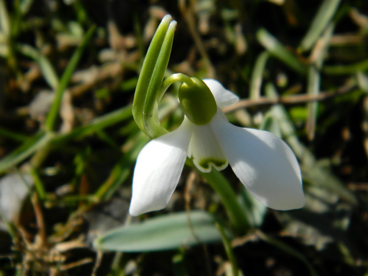 LA MULTI ANI, ROMANIA!: Ghiocei