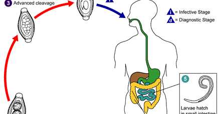 Tricuris trichiura atau cacing cambuk