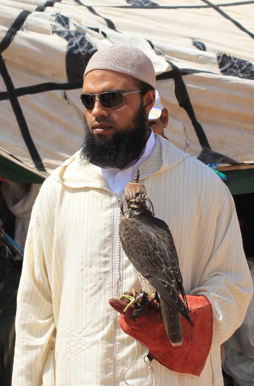 Stephen Bodio's Querencia: Moroccan Hawk ID