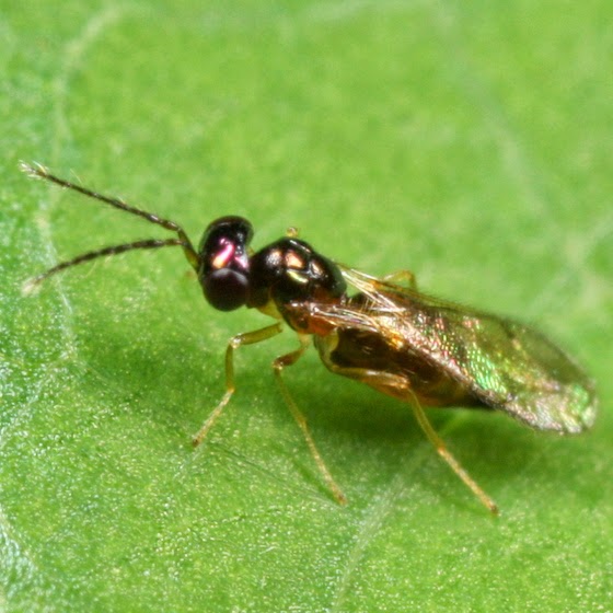 Variety of Life: Omphale