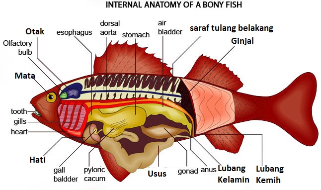 EKOGEO: IKAN : VERTEBRATA KELAS PISCES
