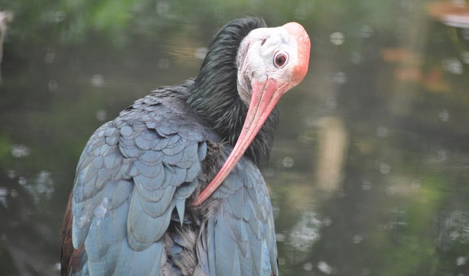 ZOOTOGRAFIANDO (6.100 ANIMALS): IBIS CALVO / SOUTHERN BALD IBIS ...