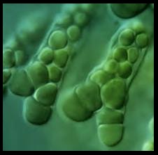 Cyanobacteria, An Eubacteria: Structure & Function