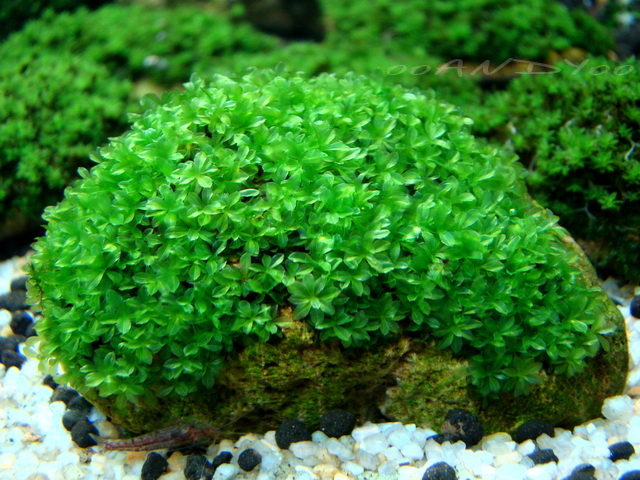 Planet Moss