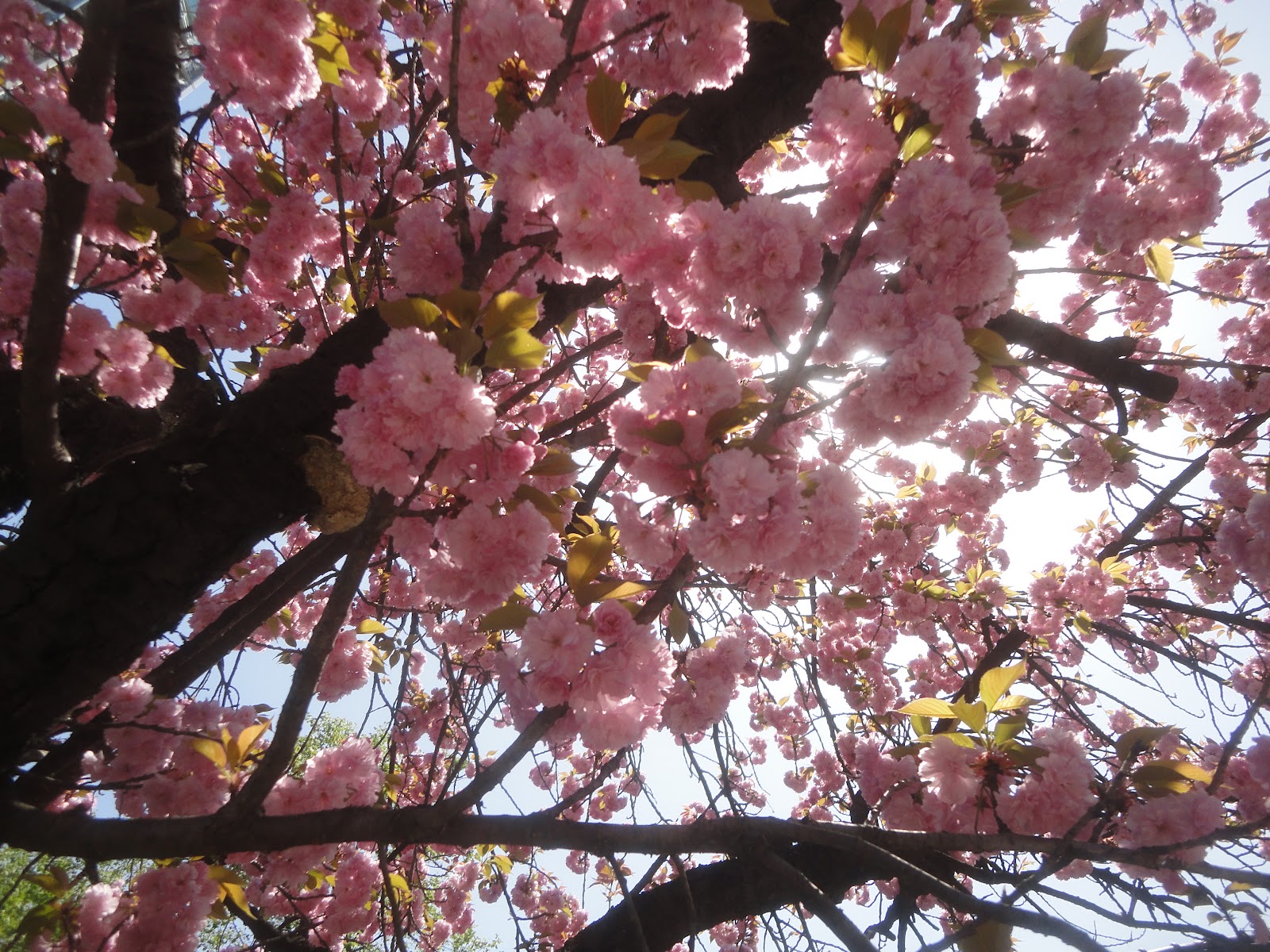 apple muslim holiday: MUSIM BUNGA SAKURA DI KOREA