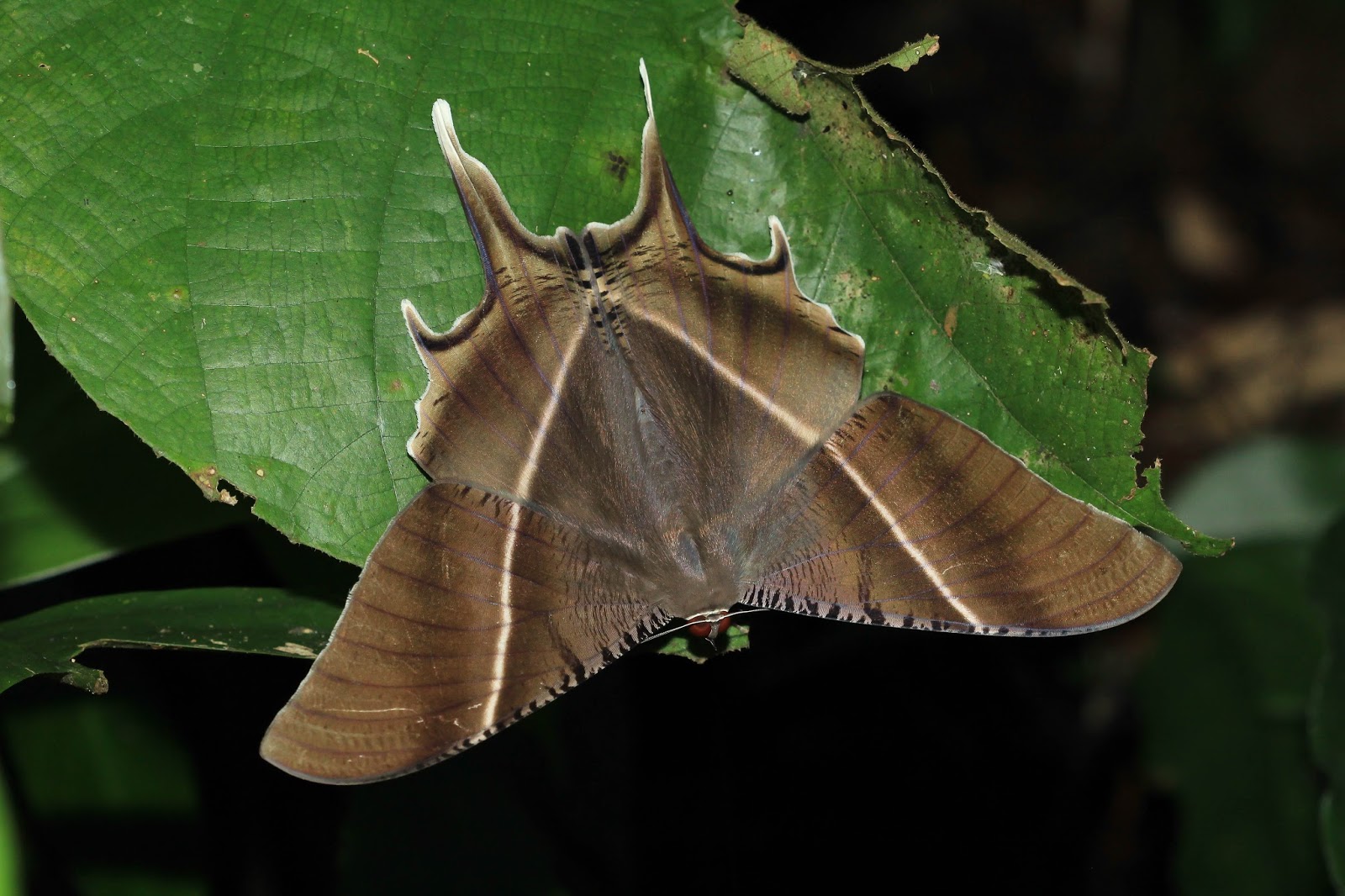 Butterflies of Vietnam: Lyssa zampa (The Tropical Swallowtail Moth)