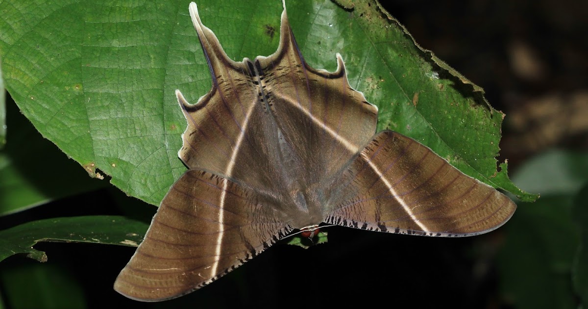 Butterflies of Vietnam: Lyssa zampa (The Tropical Swallowtail Moth)