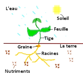 .: La plante (The plant)