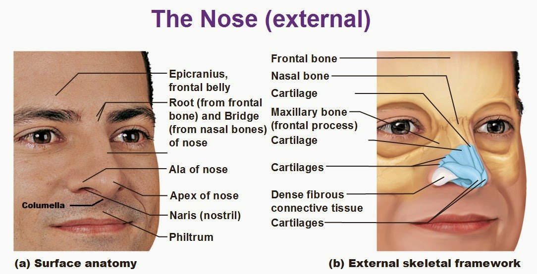 Anatomy of external nose
