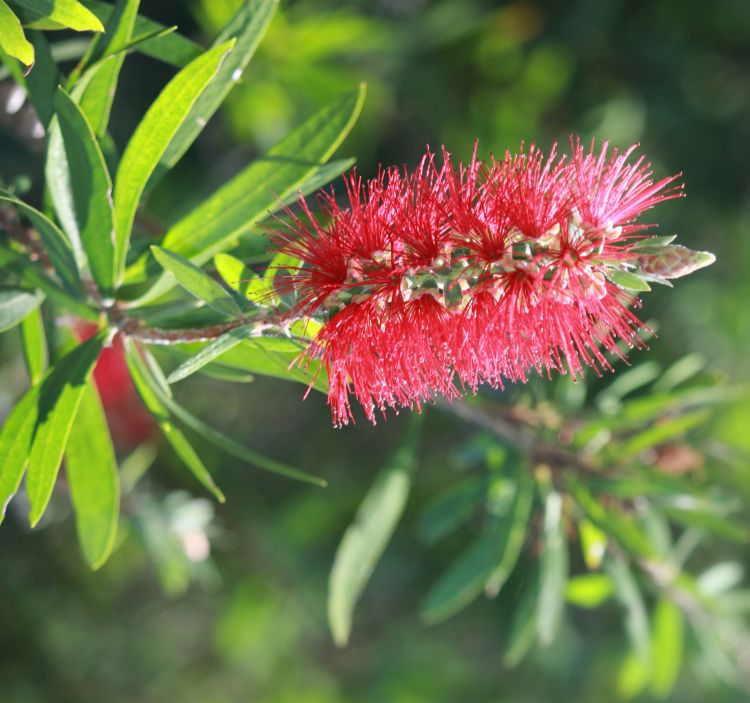 Future Plants by Randy Stewart: Bottlebrush