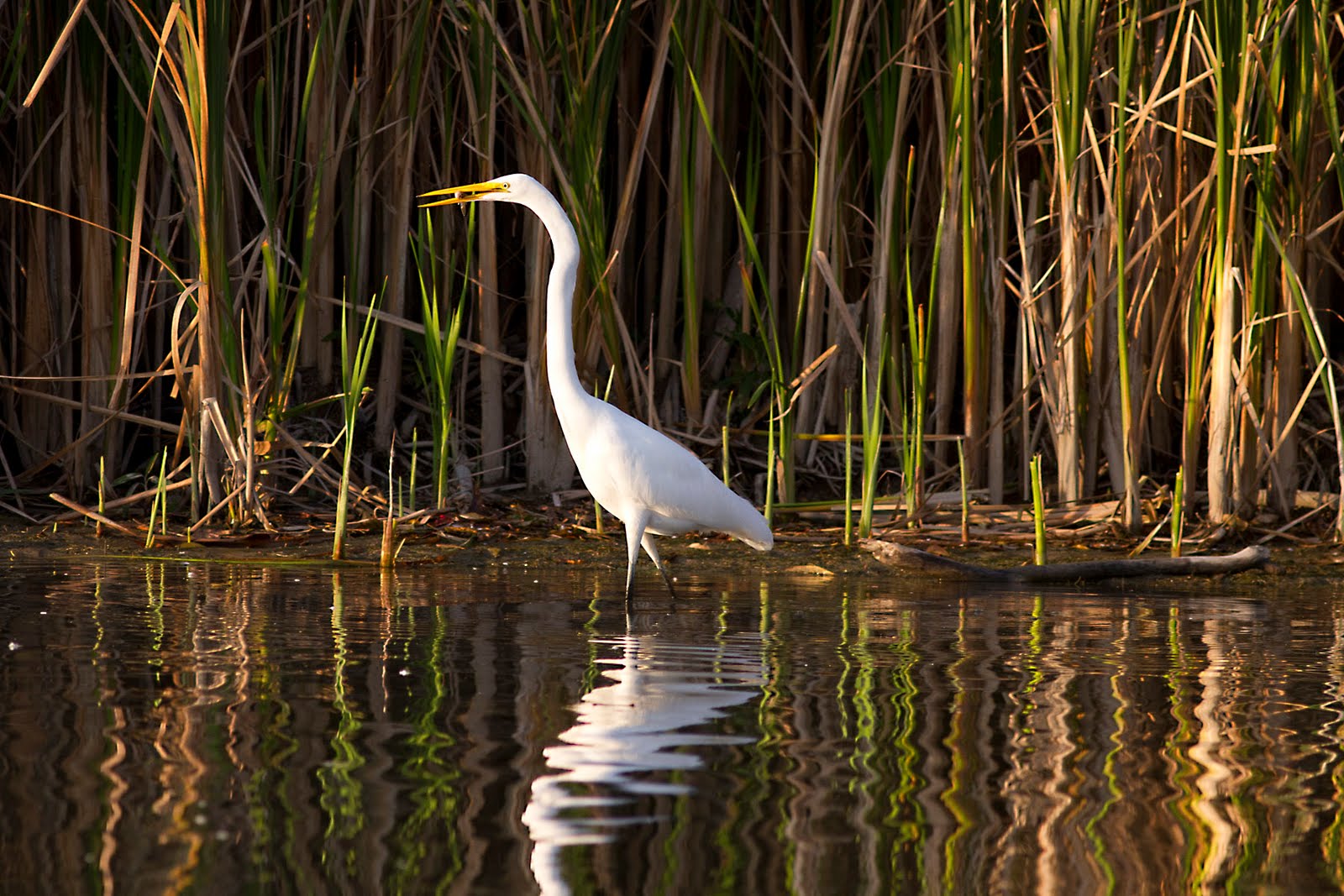 Ann Brokelman Photography: Great Egrets at Rouge Beach Sept 27 2011