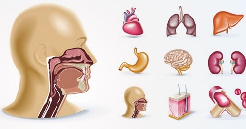 El cos humà: Parts internes del cos humà
