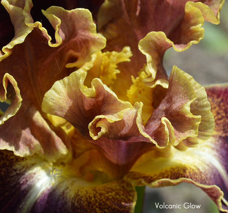 World of Irises: February 2019
