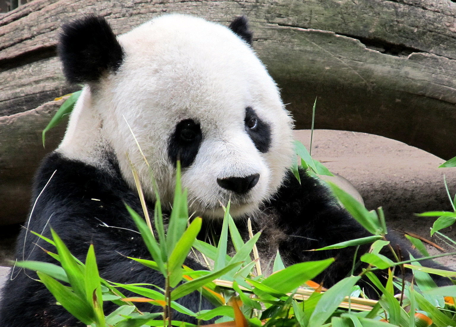Life with Dylan: Endangered Species Monday - Giant Panda