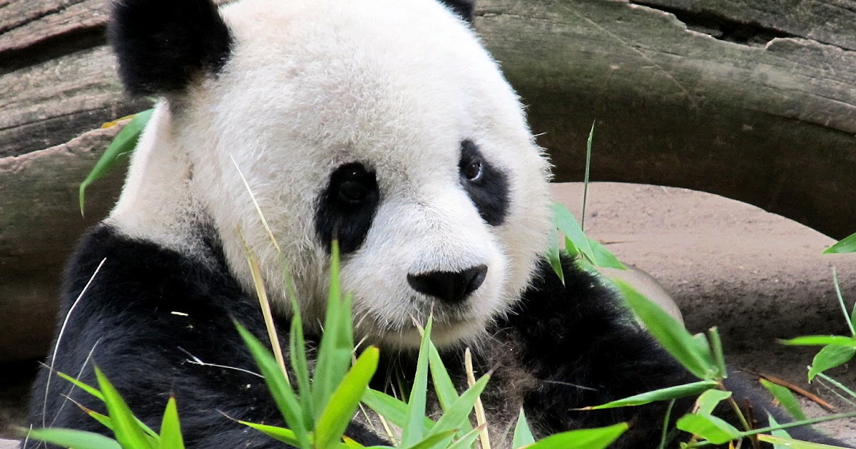 Life with Dylan: Endangered Species Monday - Giant Panda