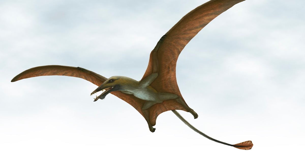 Vitor Silva - Paleoartista: Eudimorphodon