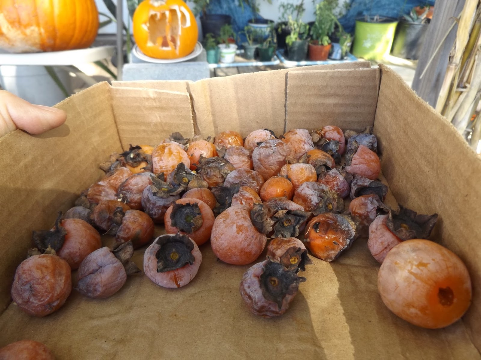 Apple, Persimmon, & Nut Foraging in Fall months | Gardening Forums