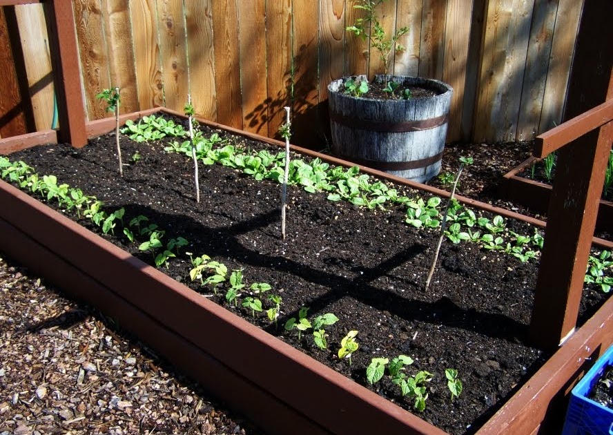Annie's Kitchen Garden: July 31, 2011 - The Raspberry Patch