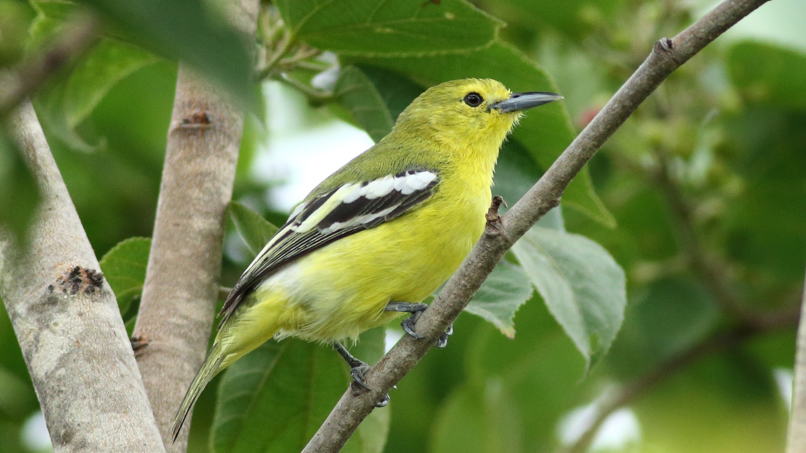 Birding ! Driving ! Soul-searching !: Iora