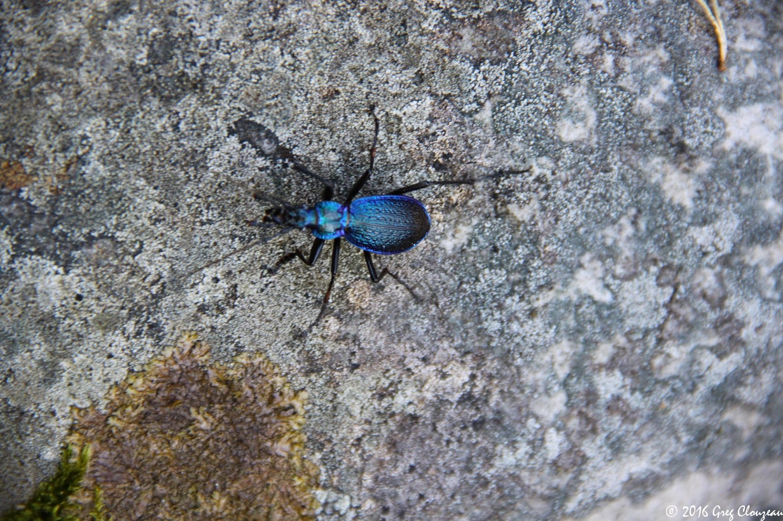 Carabe, vous avez dit Carabe à Fontainebleau ! ~ FontaineBleau Passion