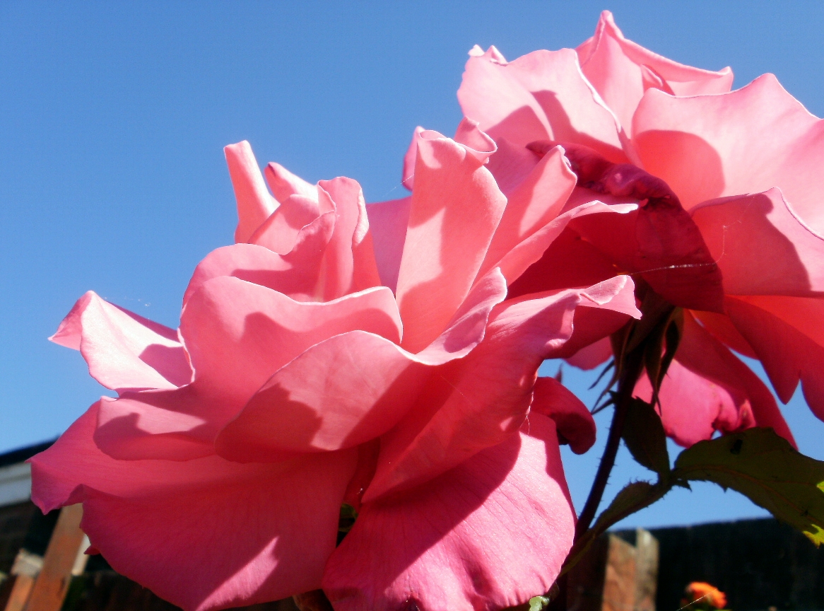 Handcrafted by Picto: Pink Roses & Blue Sky
