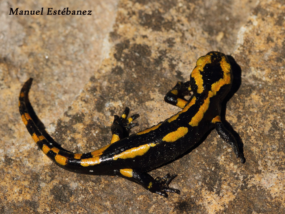 Miradas Cantábricas: Salamandra salamandra fastuosa