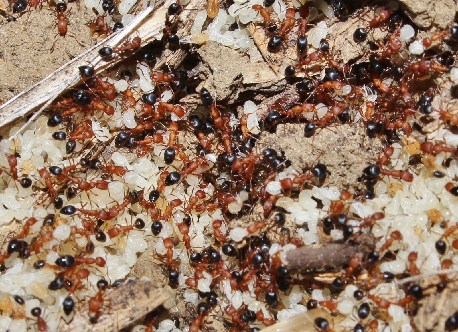 Biodiversity of Cyprus by NGO Protection of the Natural Heritage and ...