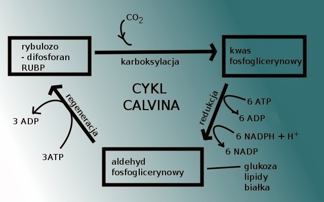 O biologii: października 2013
