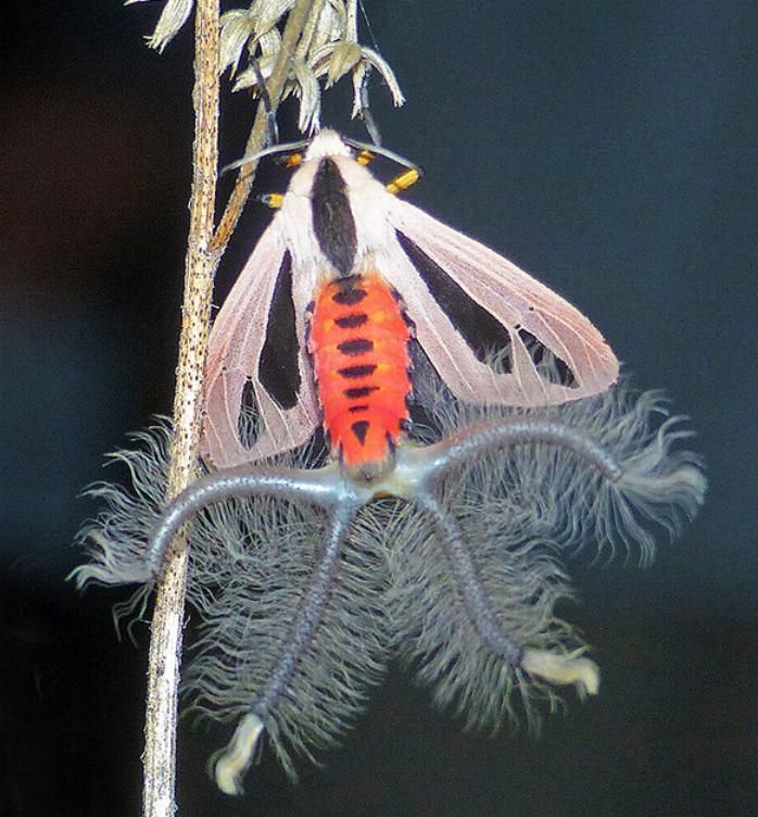 TYWKIWDBI ("Tai-Wiki-Widbee"): Creatonotos gangis shows off his coremata