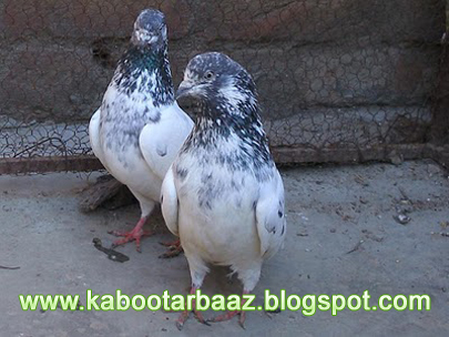high flying pigeon, Kabootar Baazi in Pakistan