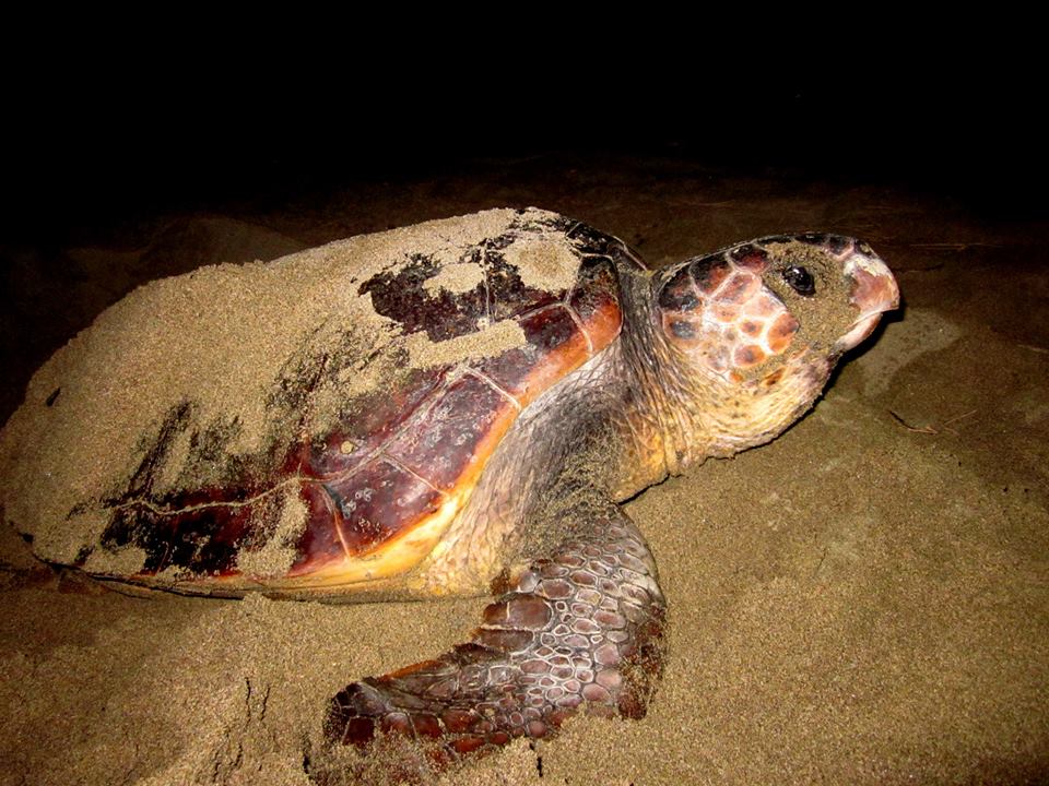 Biodiversity of Cyprus by NGO Protection of the Natural Heritage and ...