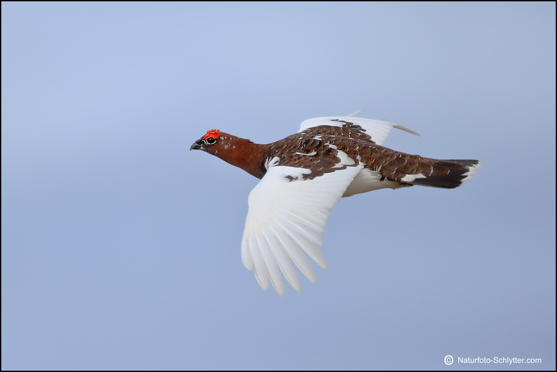 Villmarksopplevelser i ord og bilder!: LIRYPE / Willow Grouse