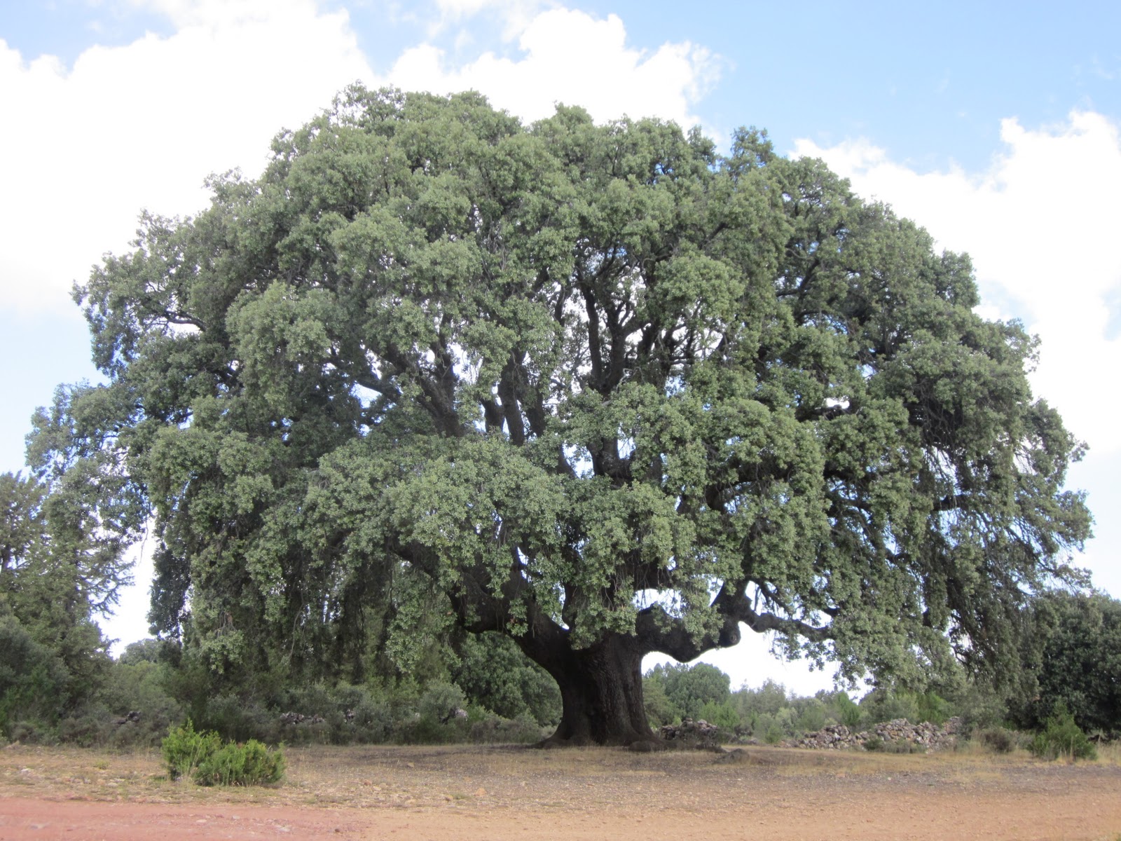 CIRROS MODEL: LA ENCINA MILENARIA DE VALDERROMAN ( SORIA )