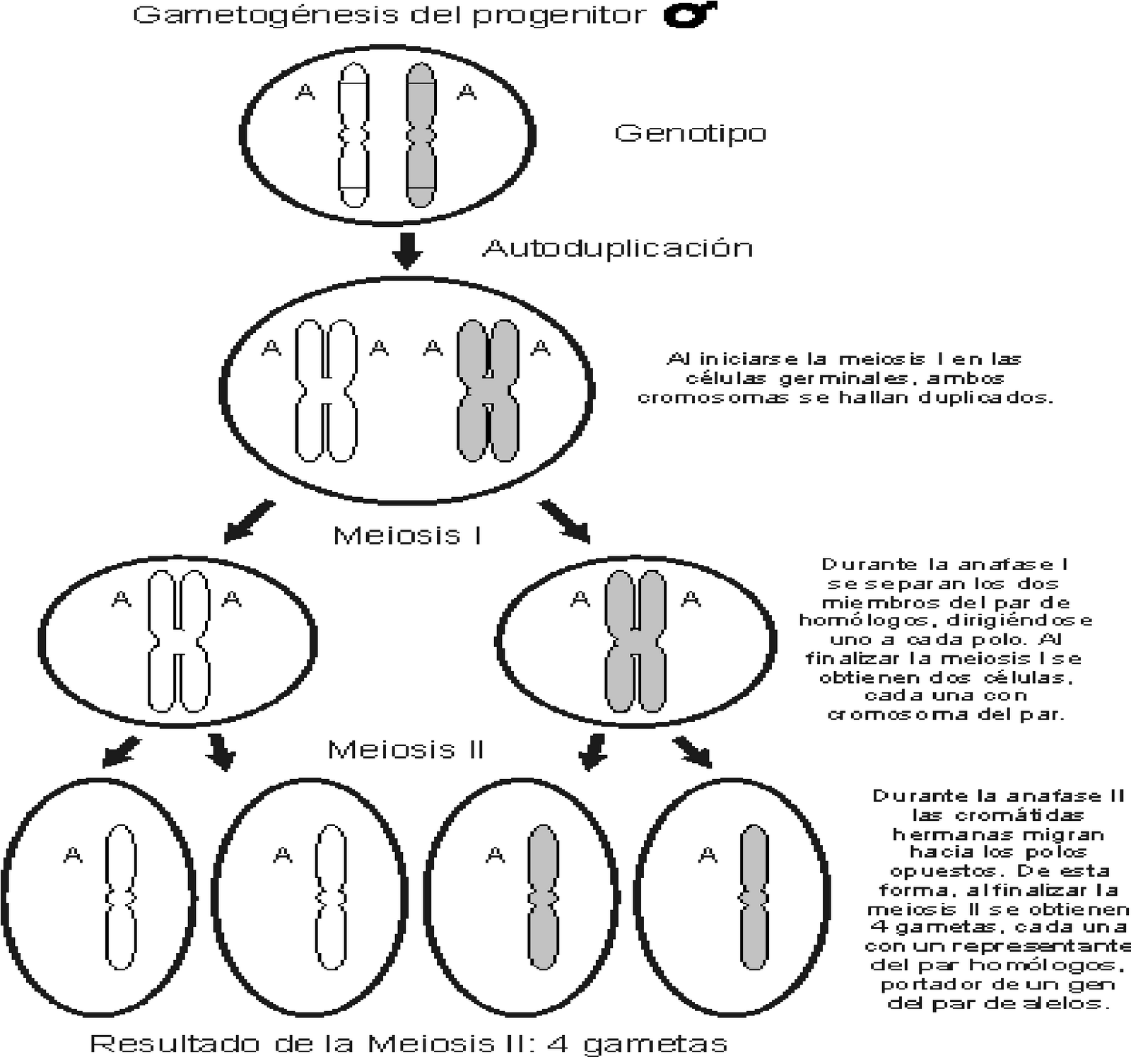 BIOLOGÍA GENERAL: LA HERENCIA