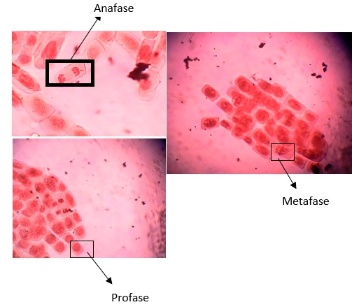 BIOLOGÍA VEGETAL II: INFORME TEJIDOS