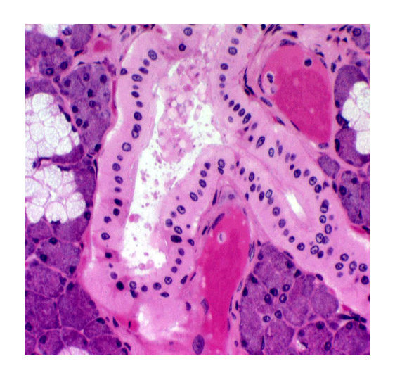 MAKE BIOLOGY FUN: MAKALAH KELENJAR