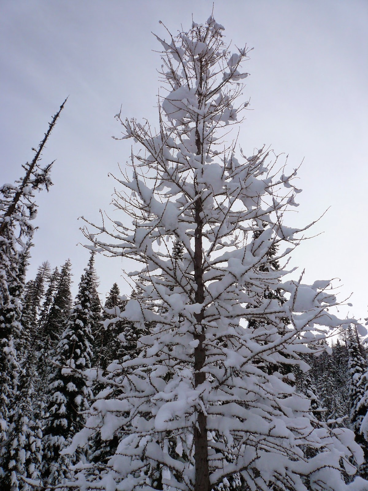 Five on Ash: A New Christmas Tradition - The Jesse Tree