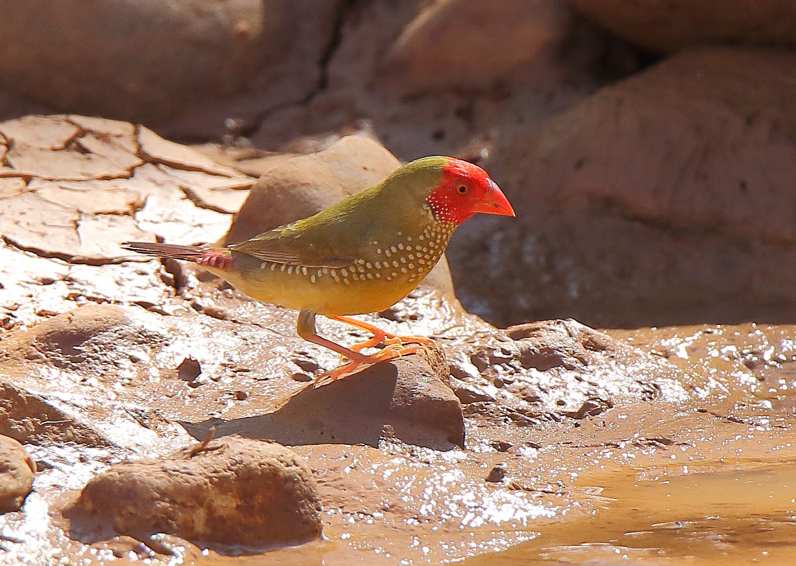 Richard Waring's Birds of Australia: Star Finch was the star amongst a ...