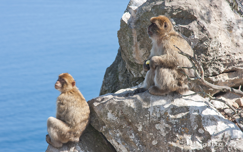 Fotografia y Naturaleza: Mono de Gibraltar (Macaca sylvanus)